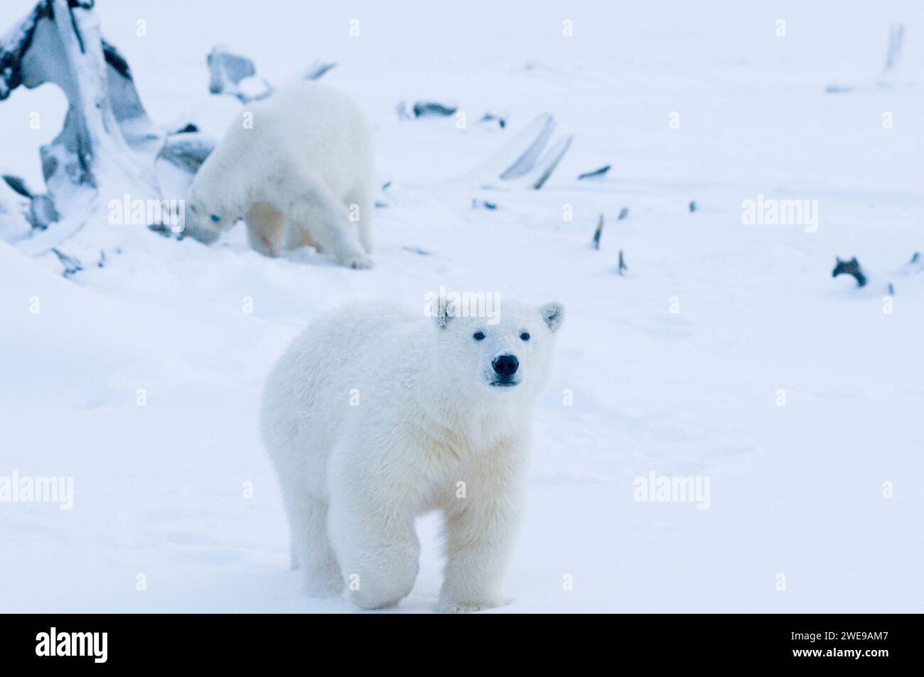 polar bear Ursus maritimus large cub traveling across newly formed pack ...