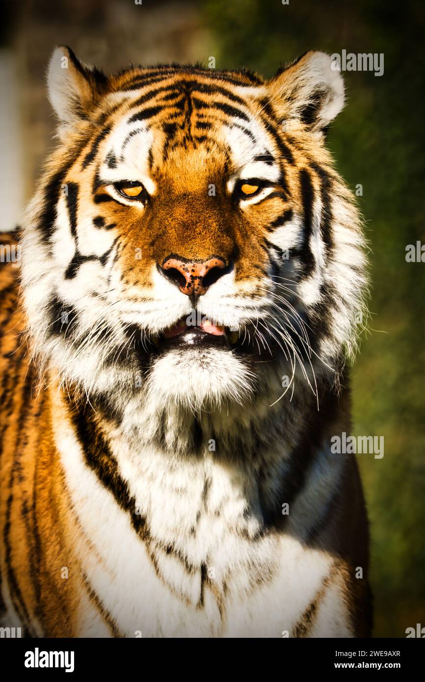 Head shot of an endangered Amur Tiger. Image taken at Dartmoor Zoo, UK ...