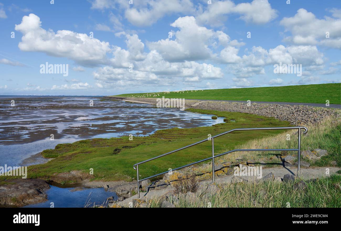 Salt Marsh and Sheep in Stufhusen on Eiderstedt Peninsula,North Sea ...