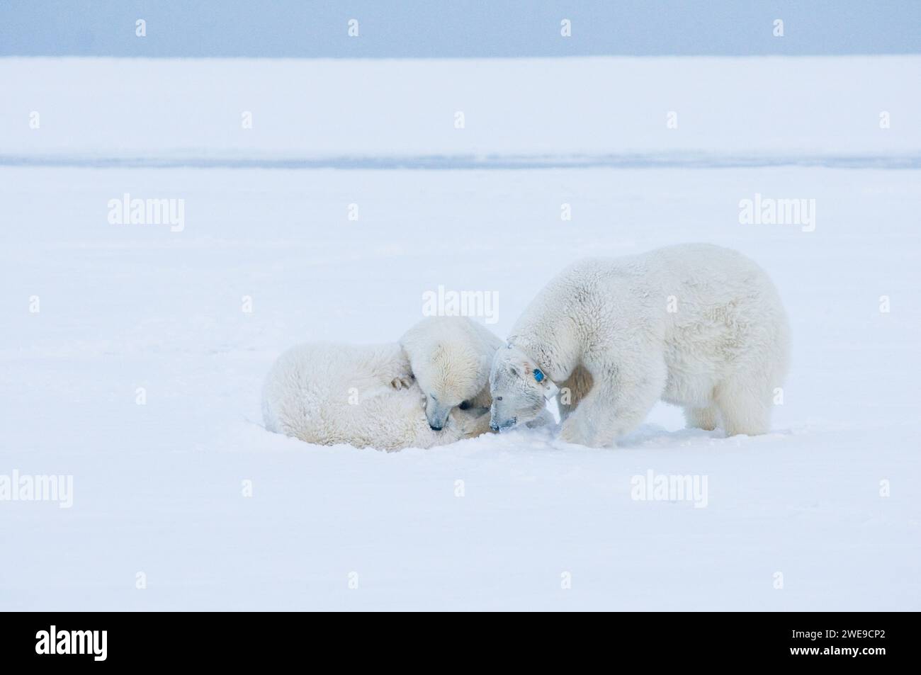 polar bears Ursus maritimus cubs playing and traveling across newly formed pack ice during fall ...