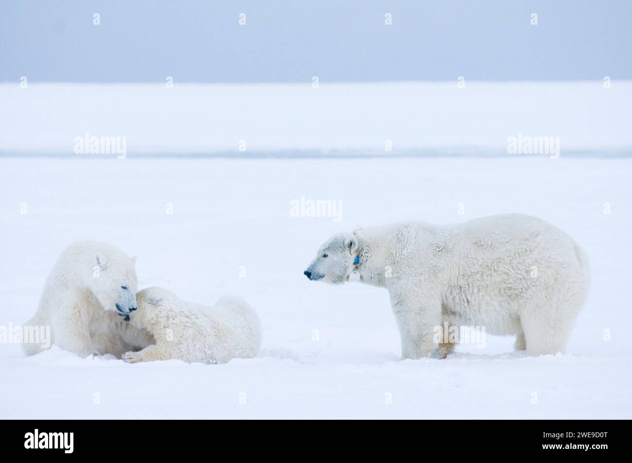 polar bears Ursus maritimus cubs playing and traveling across newly formed pack ice during fall ...