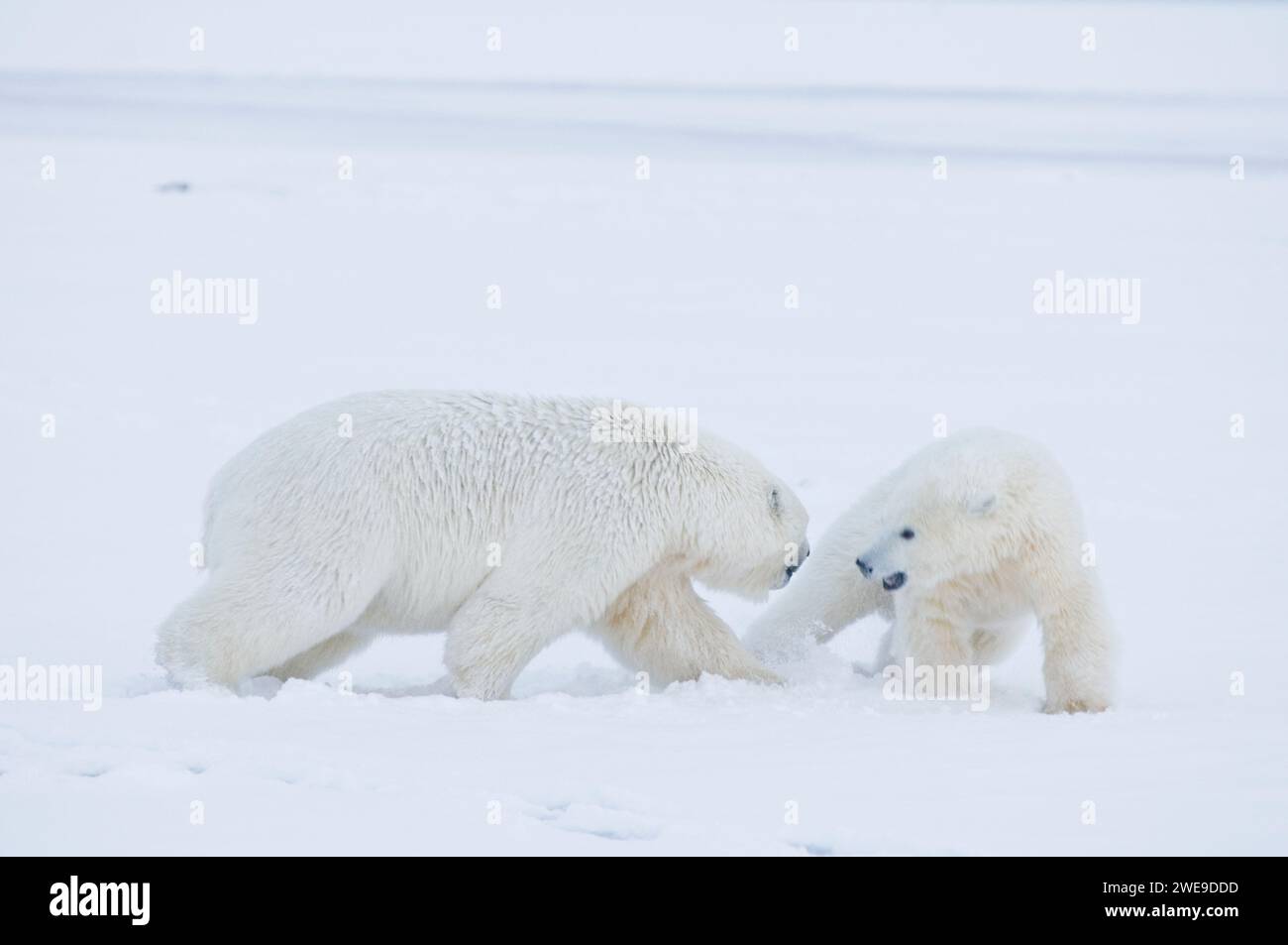 polar bears Ursus maritimus cubs playing and traveling across newly formed pack ice during fall ...
