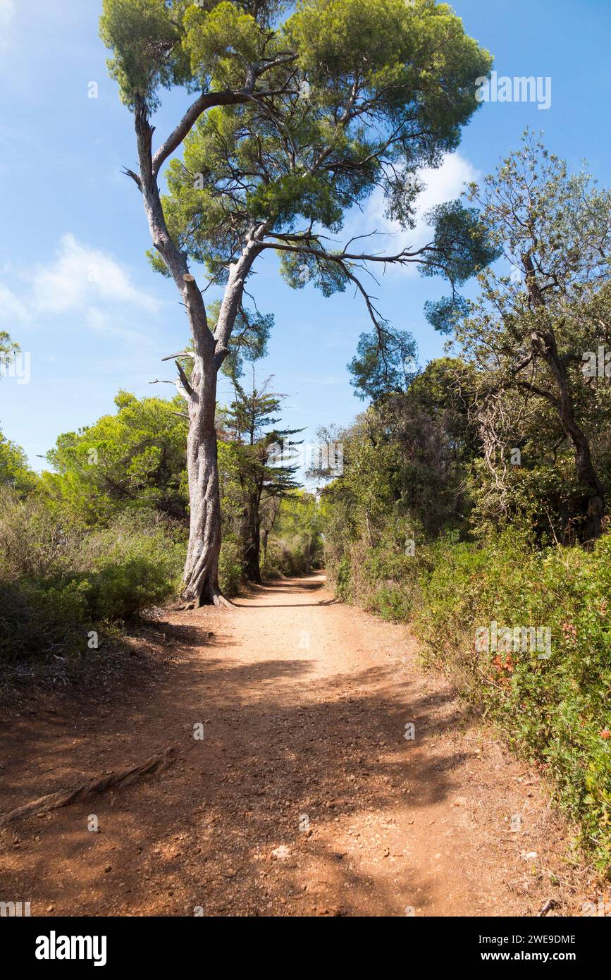 Footpath, with trees, on Île Sainte-Marguerite / Island of Saint ...