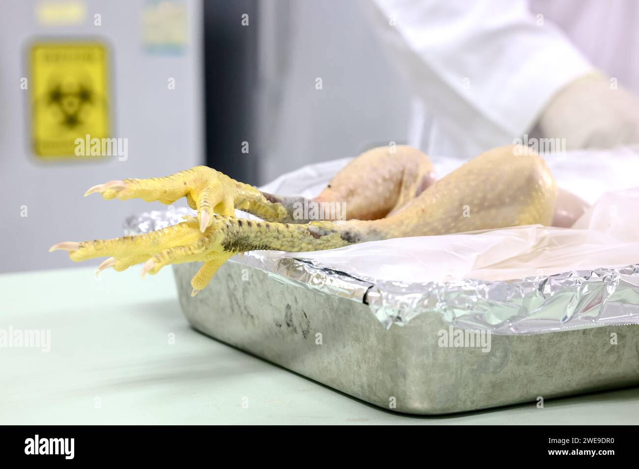 A chicken sits in a tray before a lab assistant takes a sample as they ...