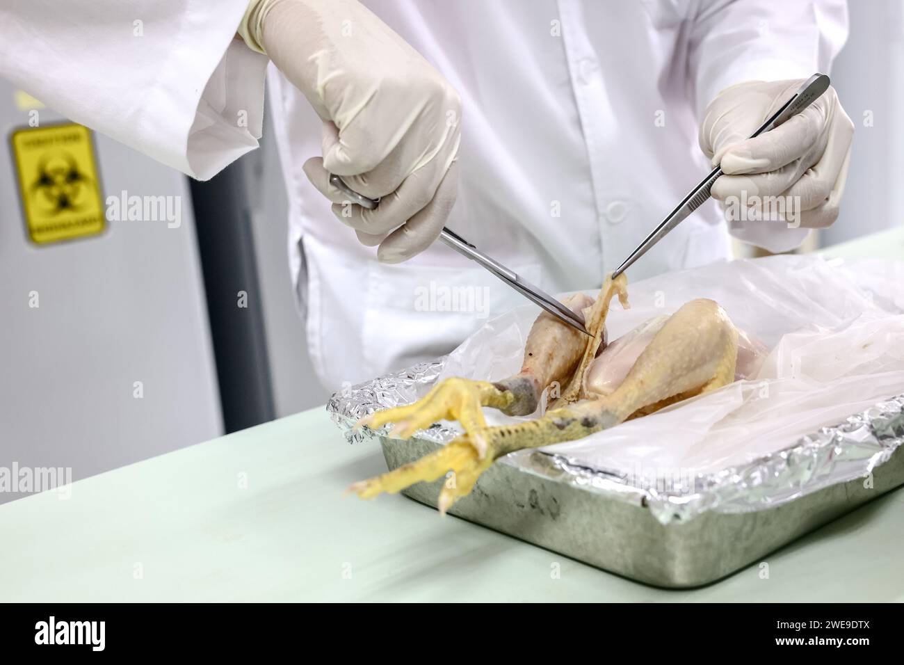 Clostridium perfringens germs hi-res stock photography and images - Alamy