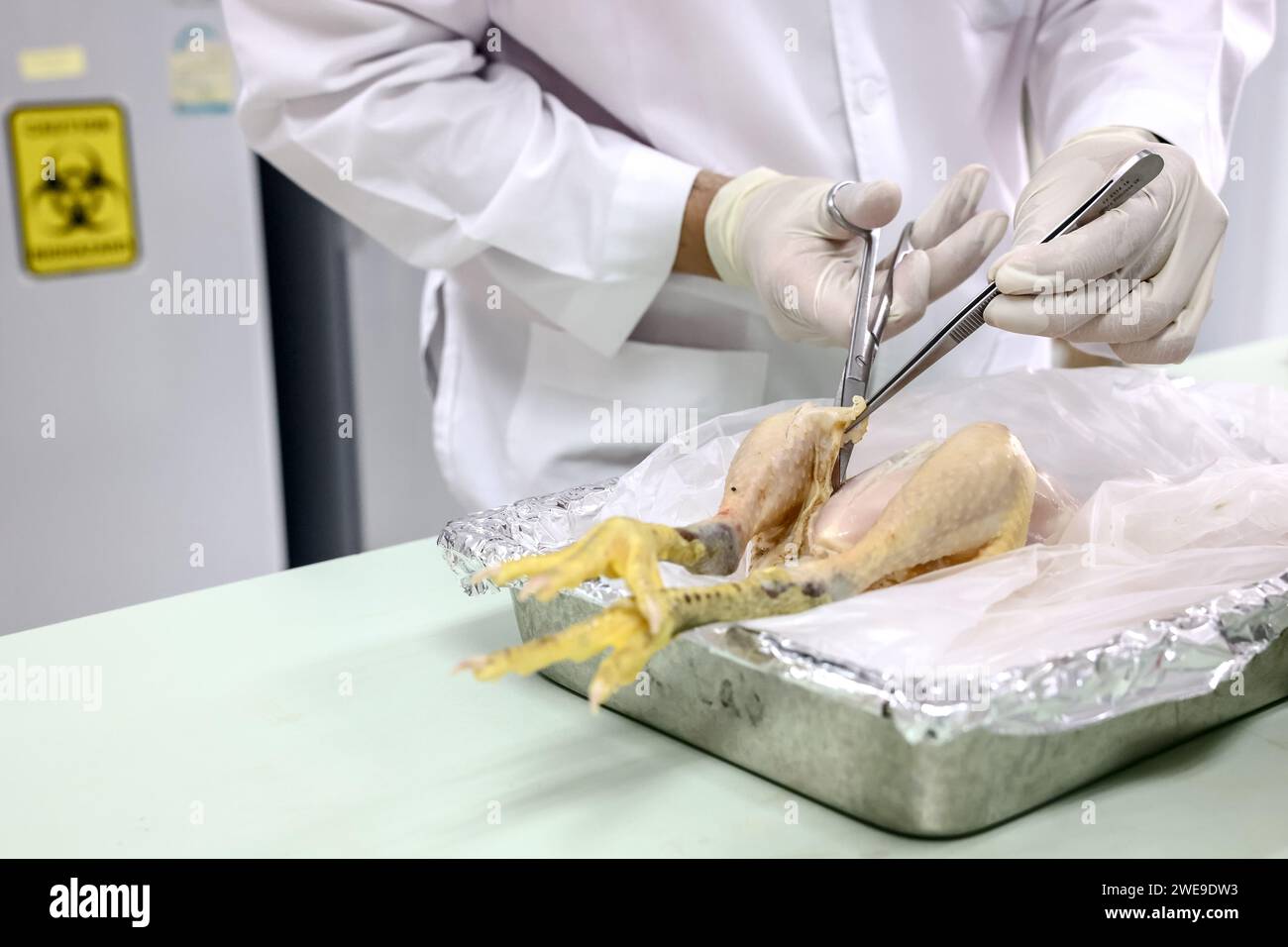 A lab assistant takes a sample from a chicken as they test for ...