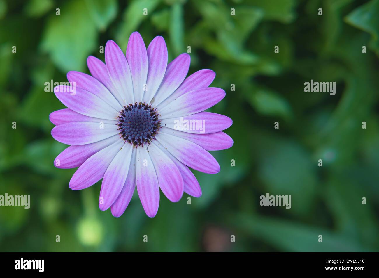 Background nature decay hi-res stock photography and images - Alamy