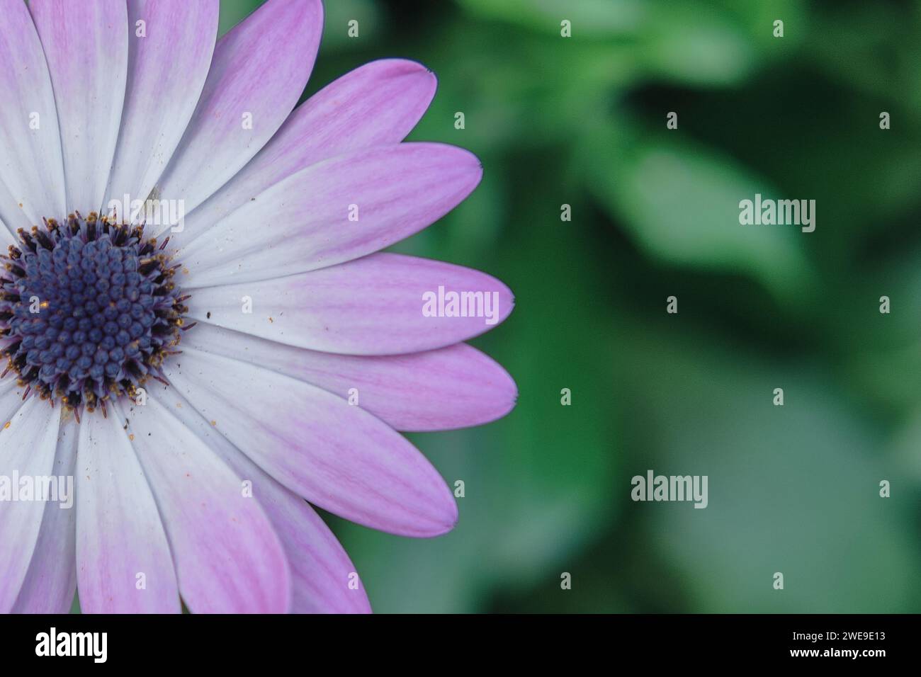 Background of a violet daisy in nature, with space to write Stock Photo ...
