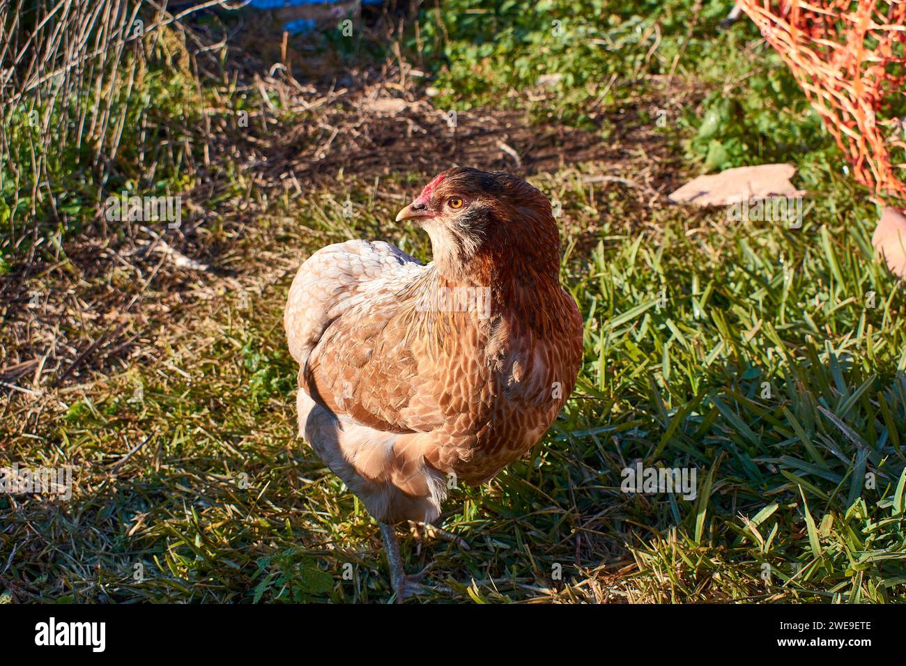 Free-living Araucana chicken on the farm that produces blue eggs Stock ...