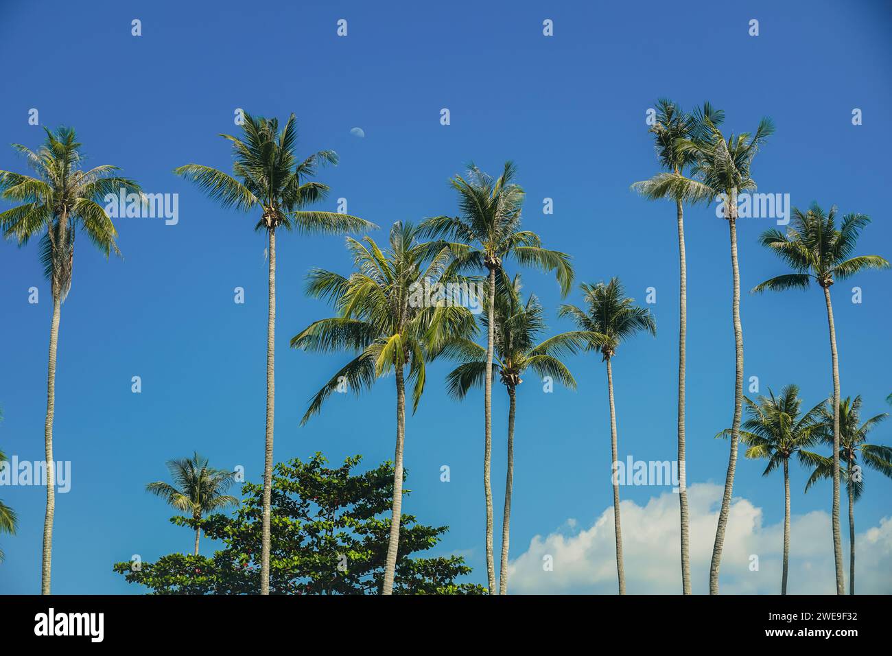Landscape of coconut palm tree on tropical beach in summer of Thailand ...