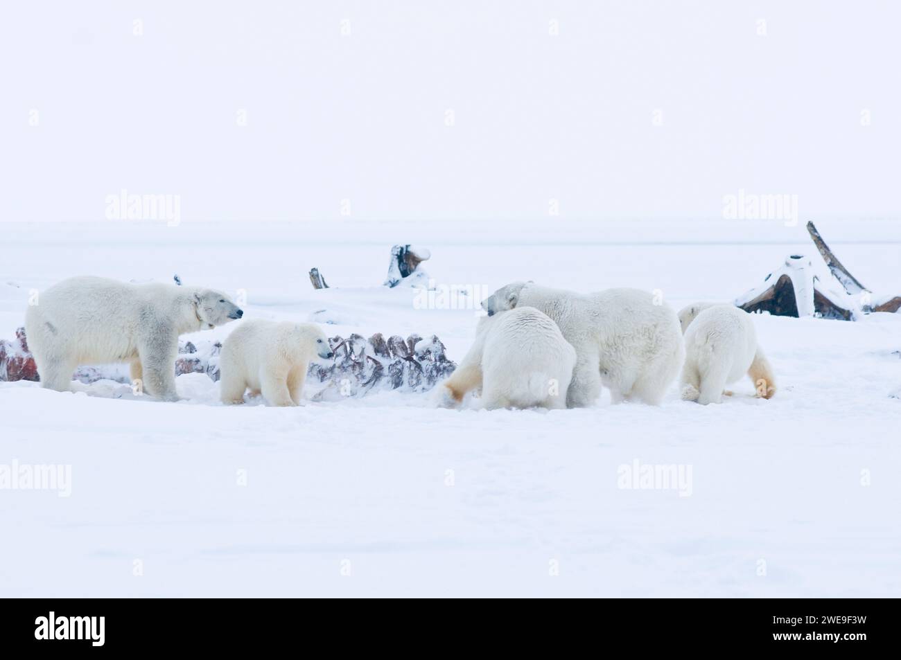 Large group thin cold hi-res stock photography and images - Alamy