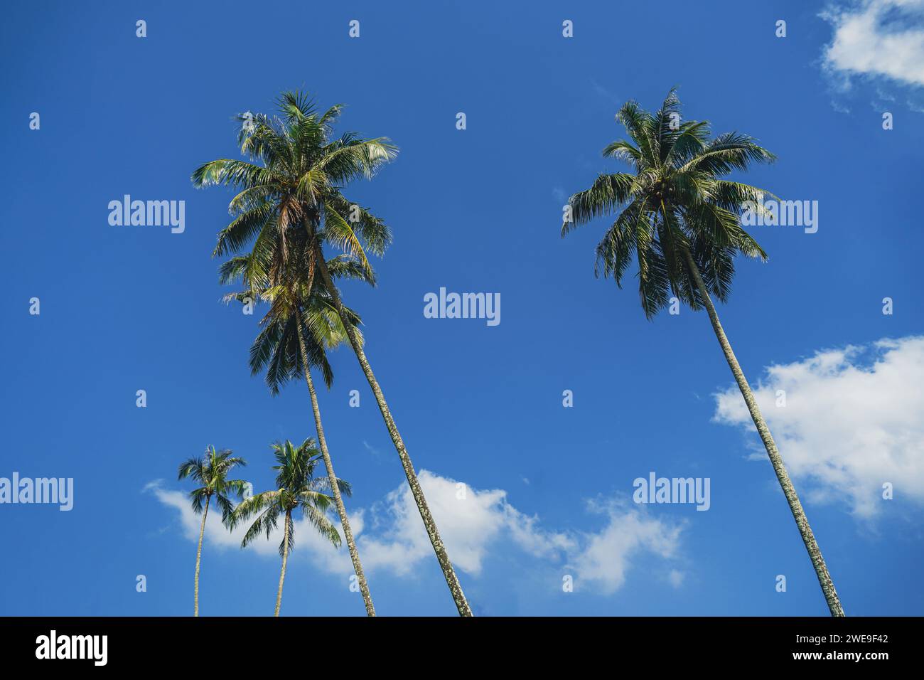 Landscape of coconut palm tree on tropical beach in summer of Thailand ...