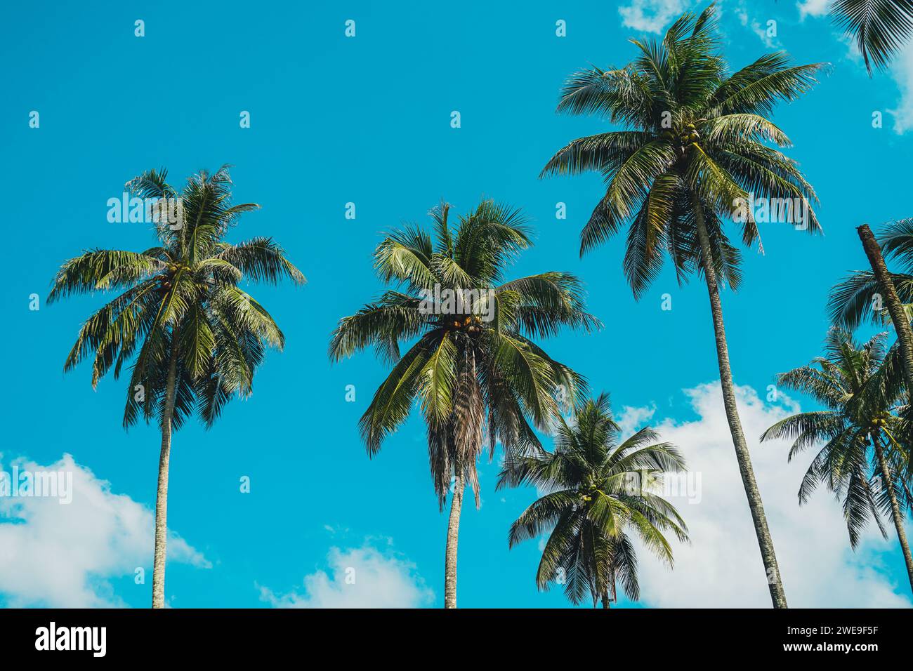 Landscape of coconut palm tree on tropical beach in summer of Thailand ...