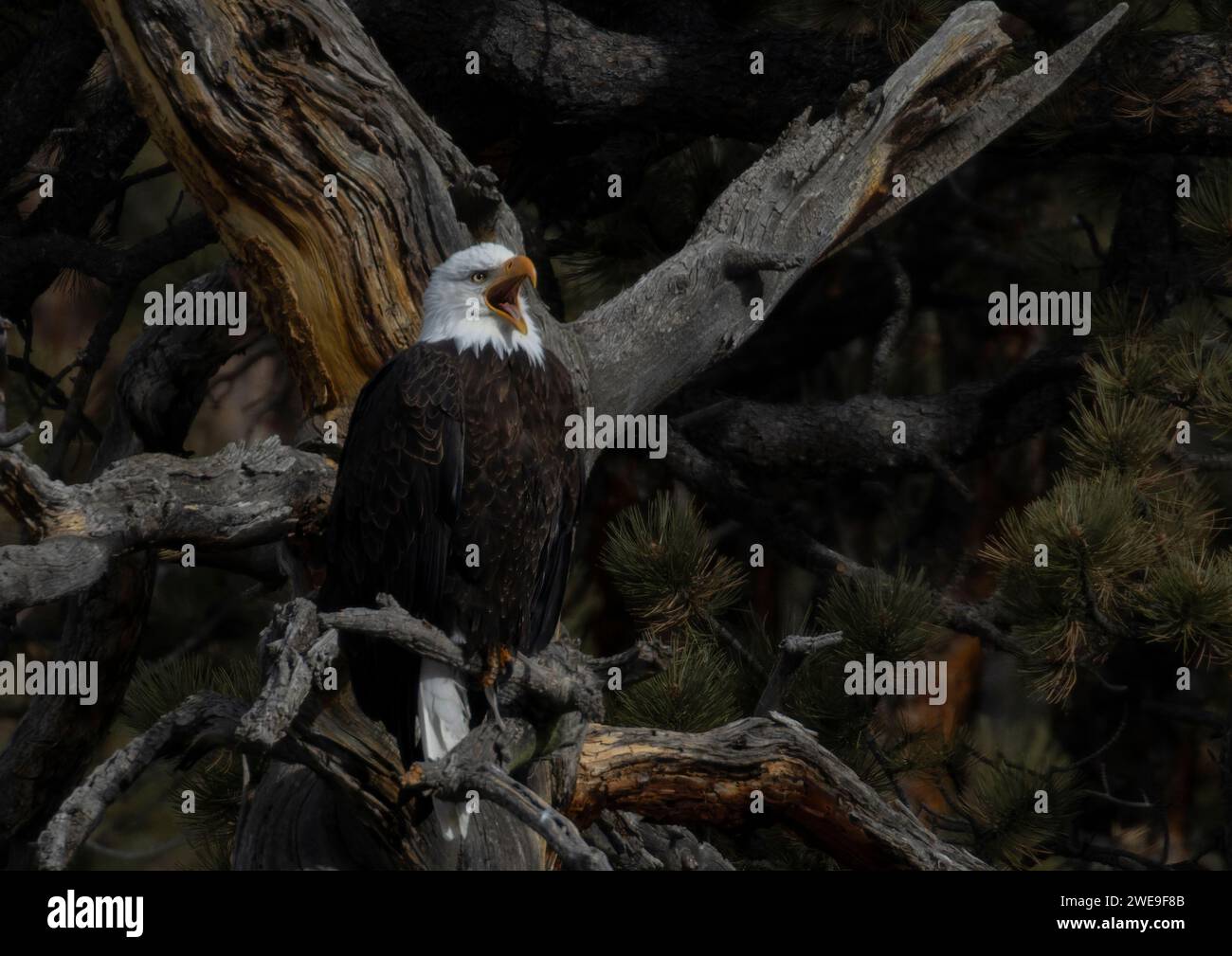 Flying bald eagles winter hi-res stock photography and images - Alamy