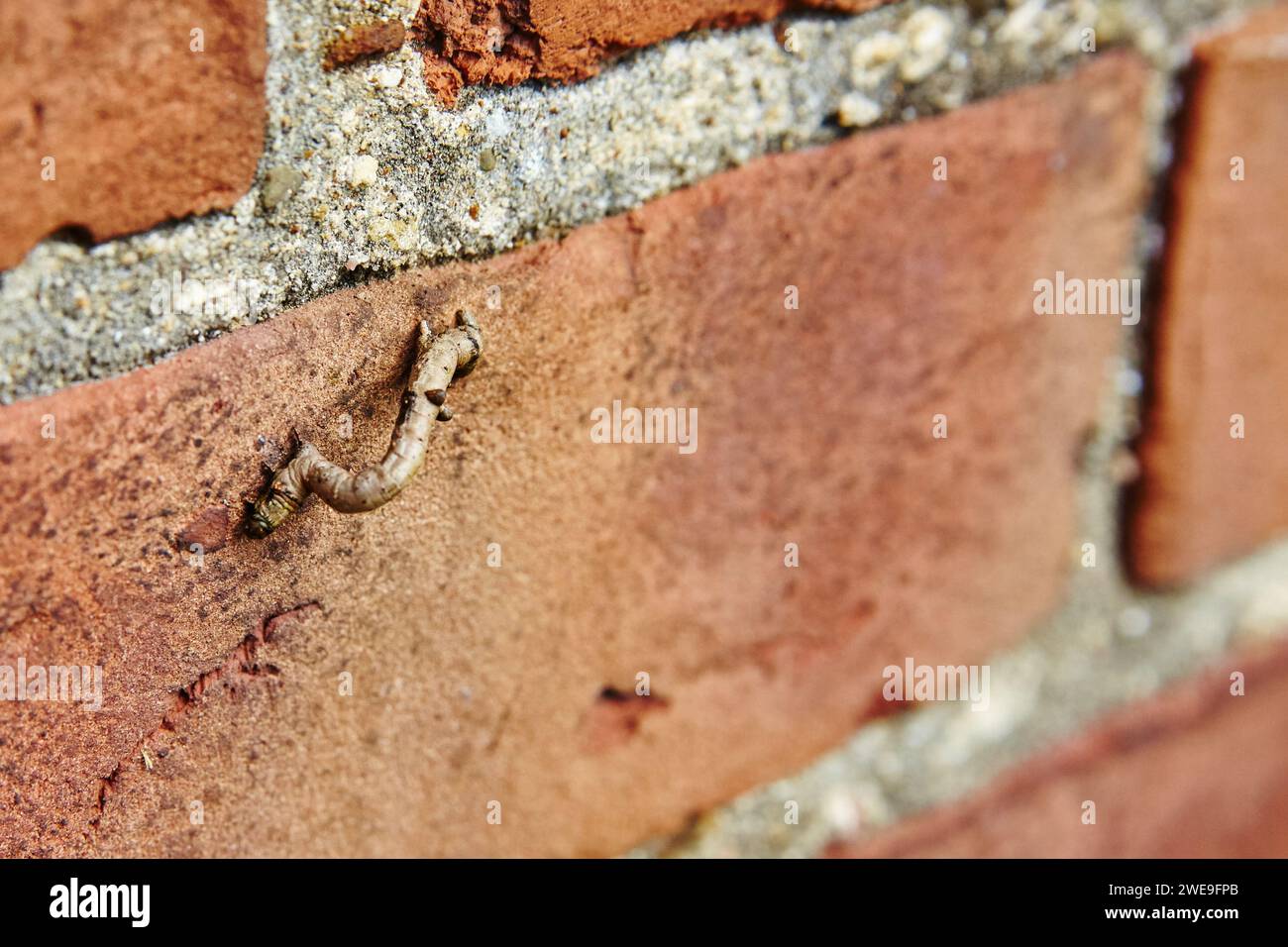 Inchworm close hi-res stock photography and images - Alamy