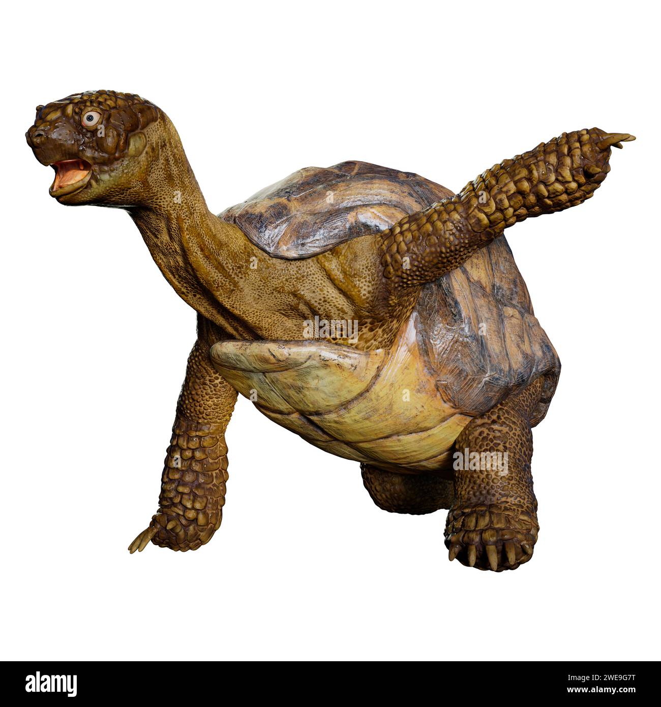 3D rendering of a sea turtle isolated on white background Stock Photo ...
