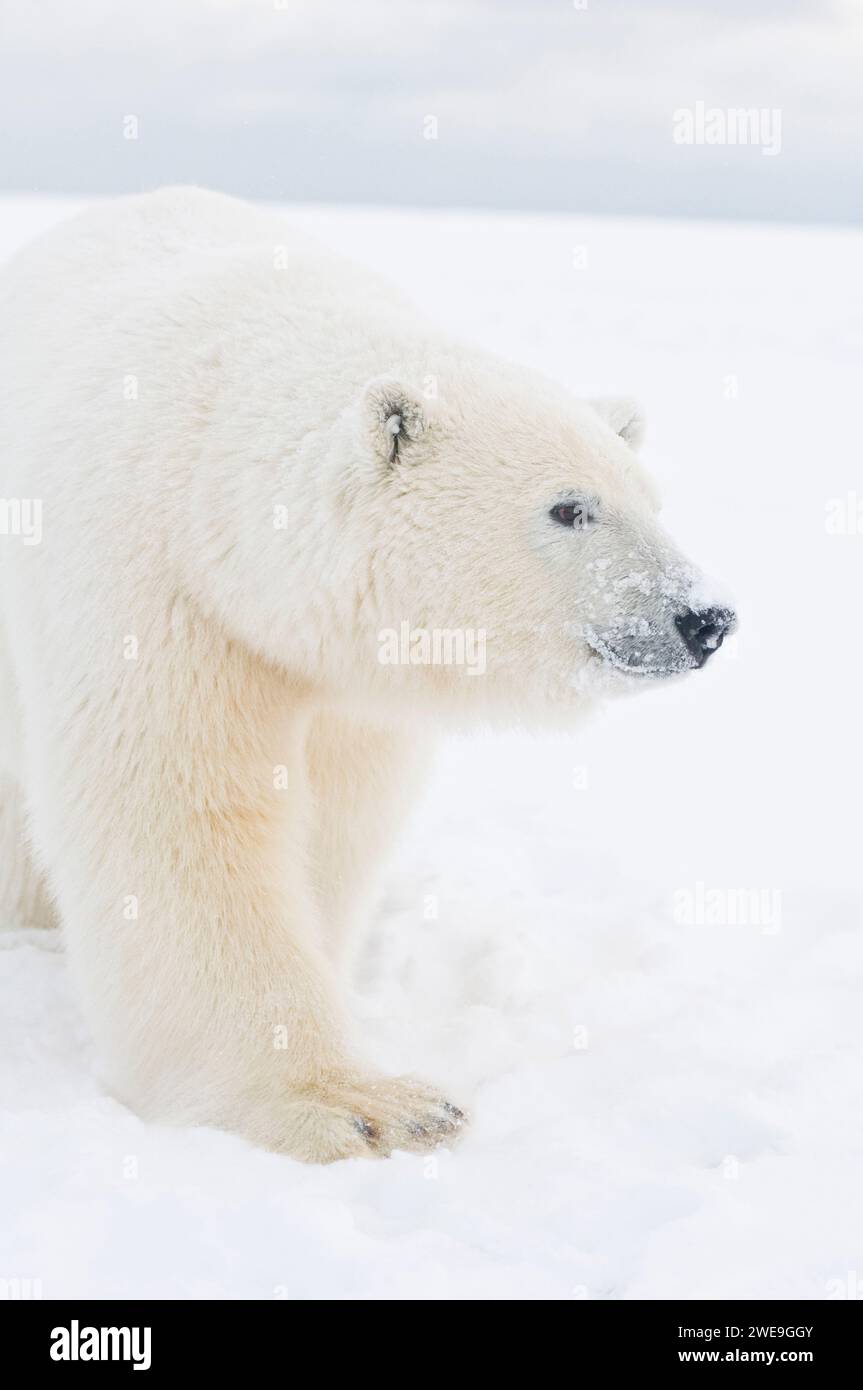 polar bear Ursus maritimus large curious cub traveling across newly ...