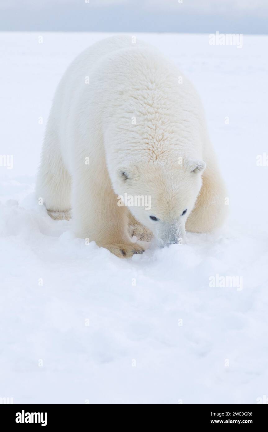 polar bear Ursus maritimus large curious cub traveling across newly ...