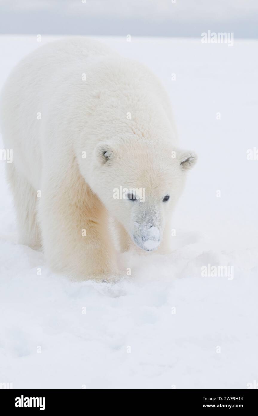 polar bear Ursus maritimus large curious cub traveling across newly ...