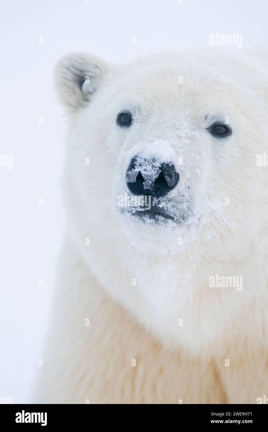 polar bear Ursus maritimus large curious cub traveling across newly ...