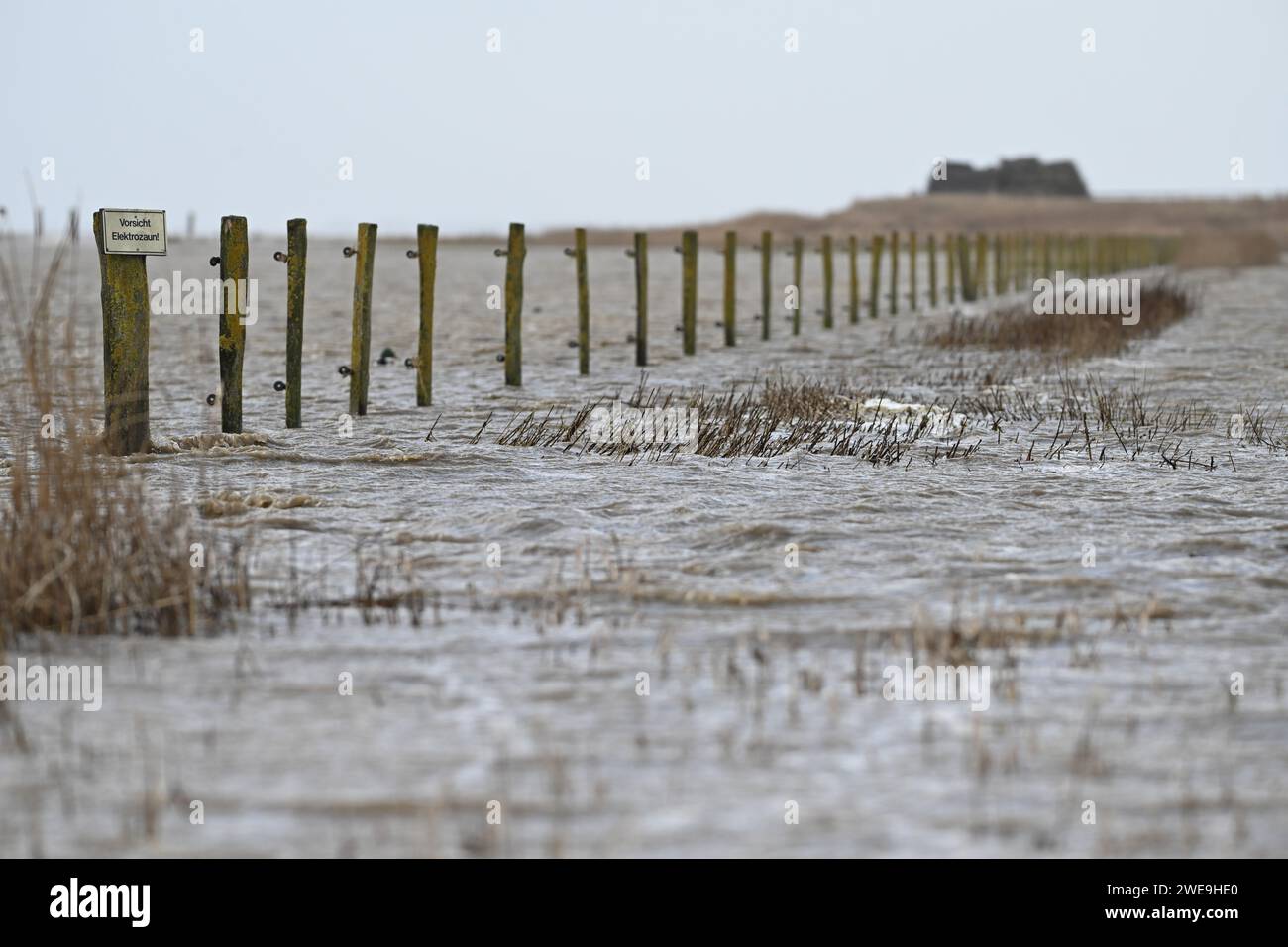 Jemgum, Germany. 24th Jan, 2024. View across the salt marshes flooded ...
