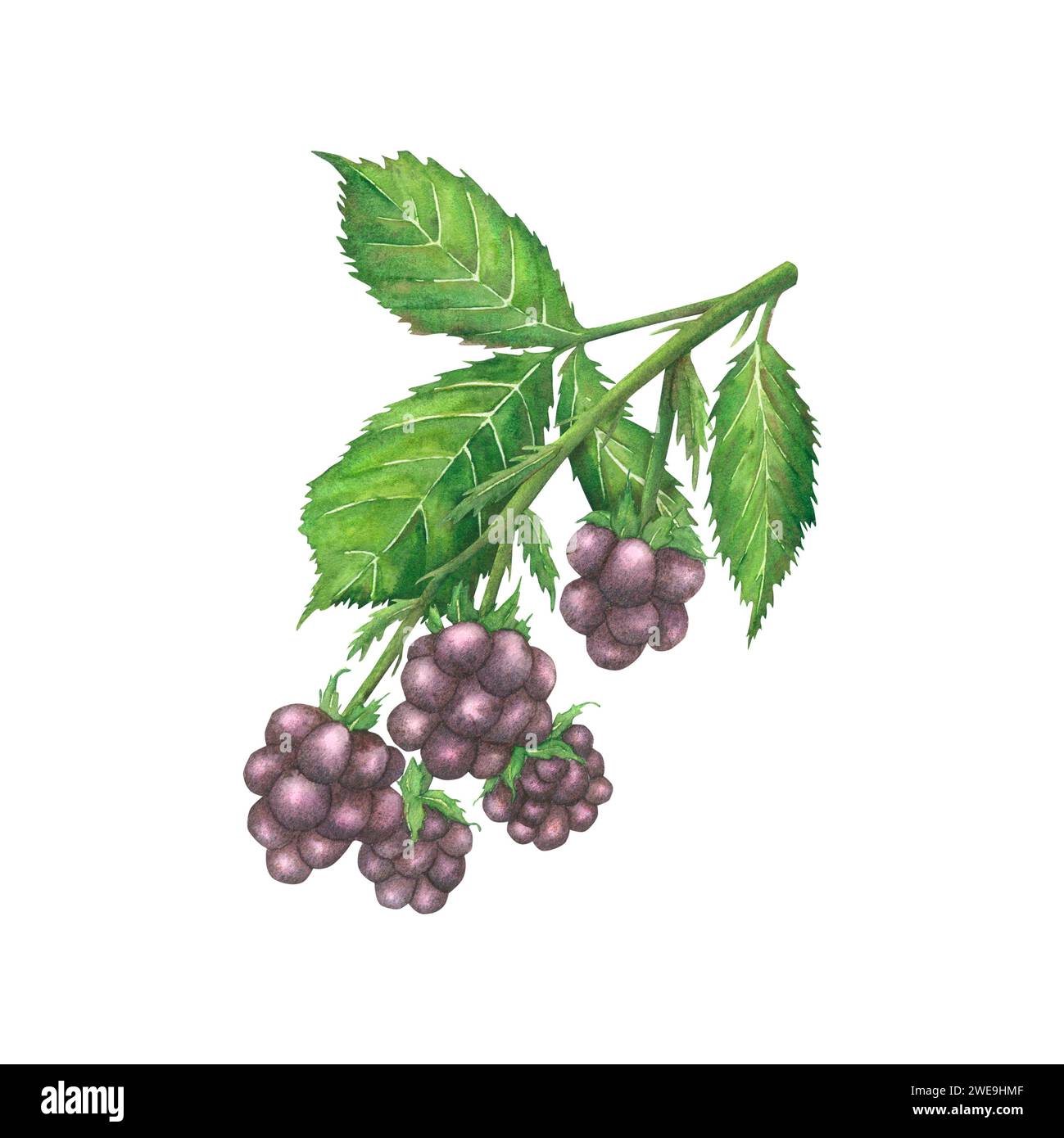 Botanical blackberry illustration hi-res stock photography and images ...