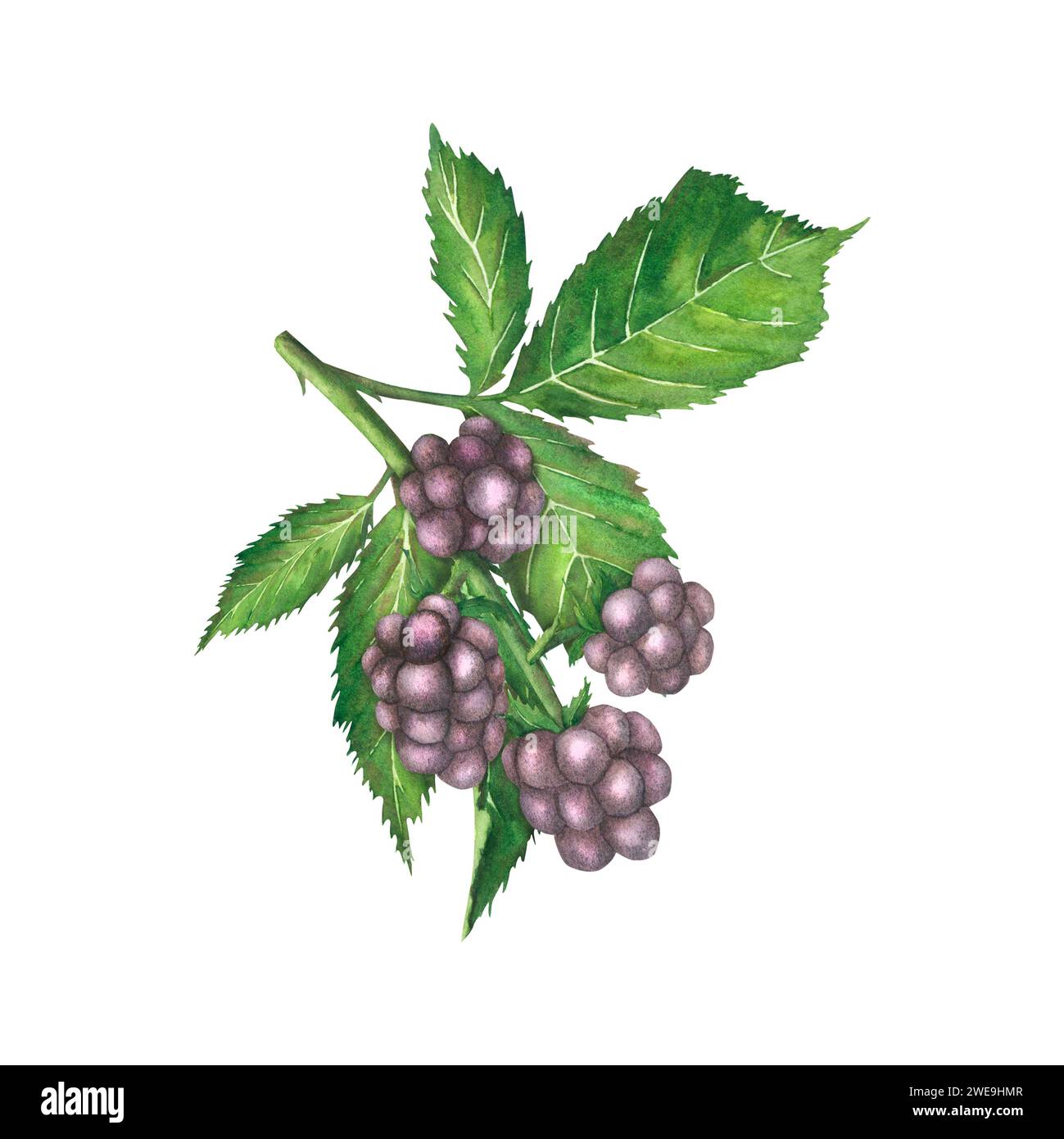 Botanical illustration of a branch with ripe blackberry fruits and ...