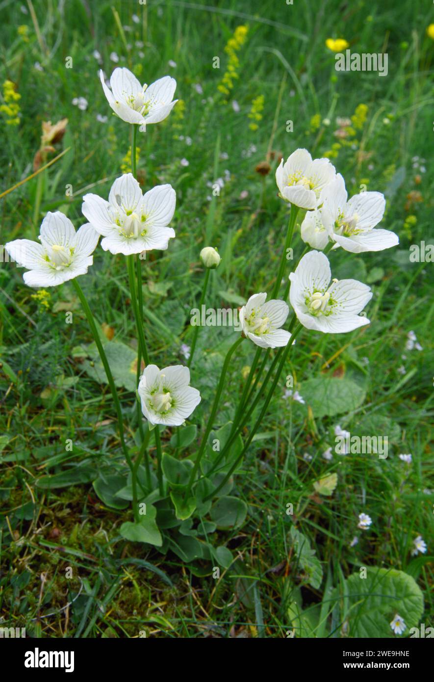 Parnassia group hi-res stock photography and images - Alamy