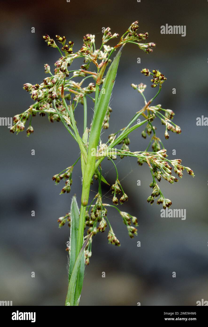 Great Woodrush (Luzula sylvatica) close-up of flower opening ...