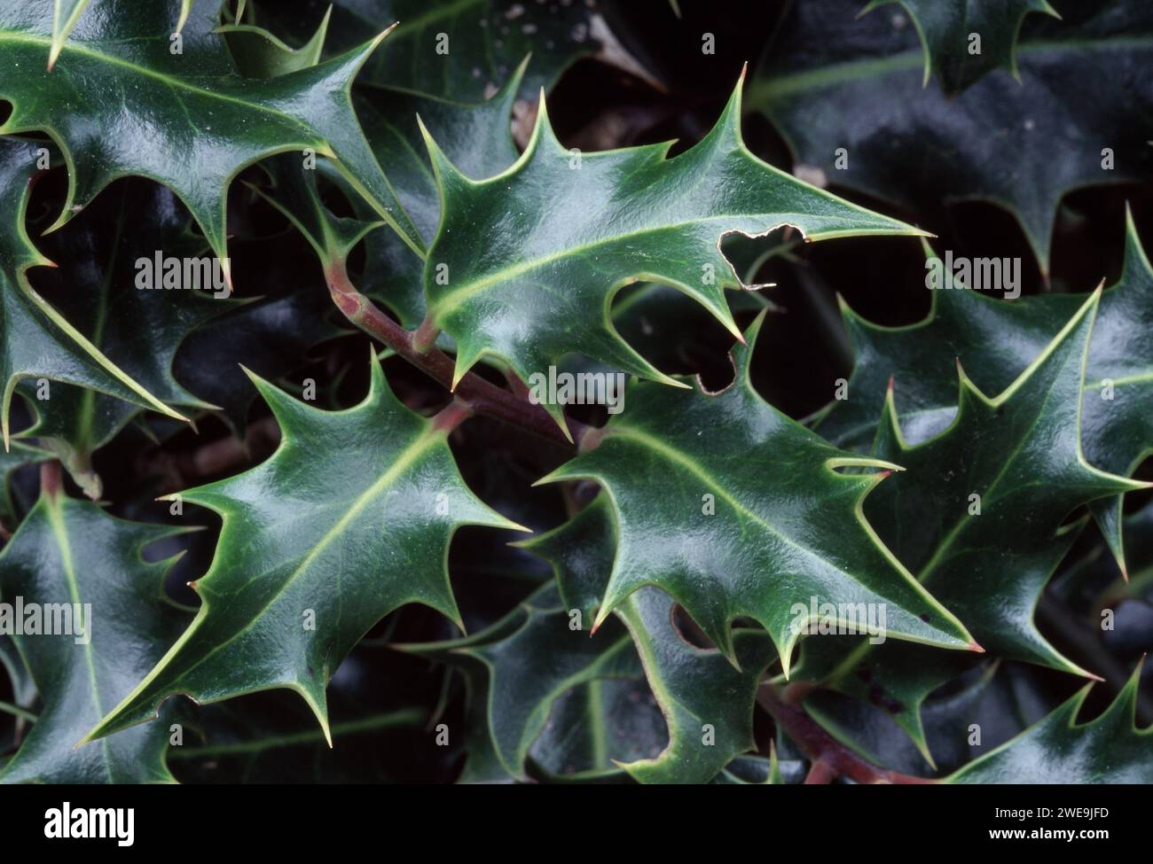 Holly leaf close up tree hi-res stock photography and images - Alamy