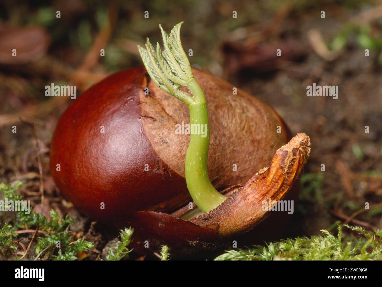 Horse Chestnut (Aesculus hippocastanum) germinating chestnut seed on ...