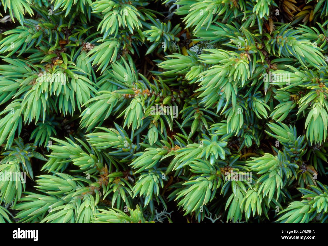 Pioneer species hi-res stock photography and images - Alamy