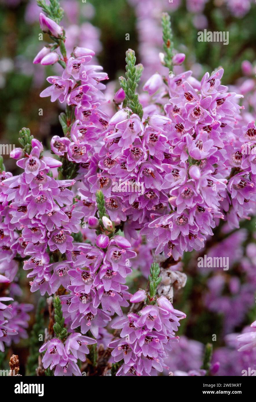 Ling Heather (Calluna vulgaris) in flower, Glen Tanar National Nature ...