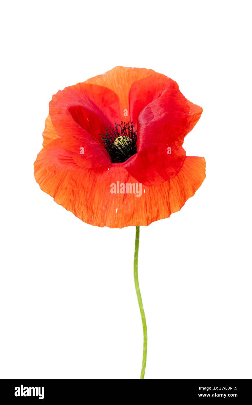 Mohn roter Cut Out Stock Images & Pictures - Alamy