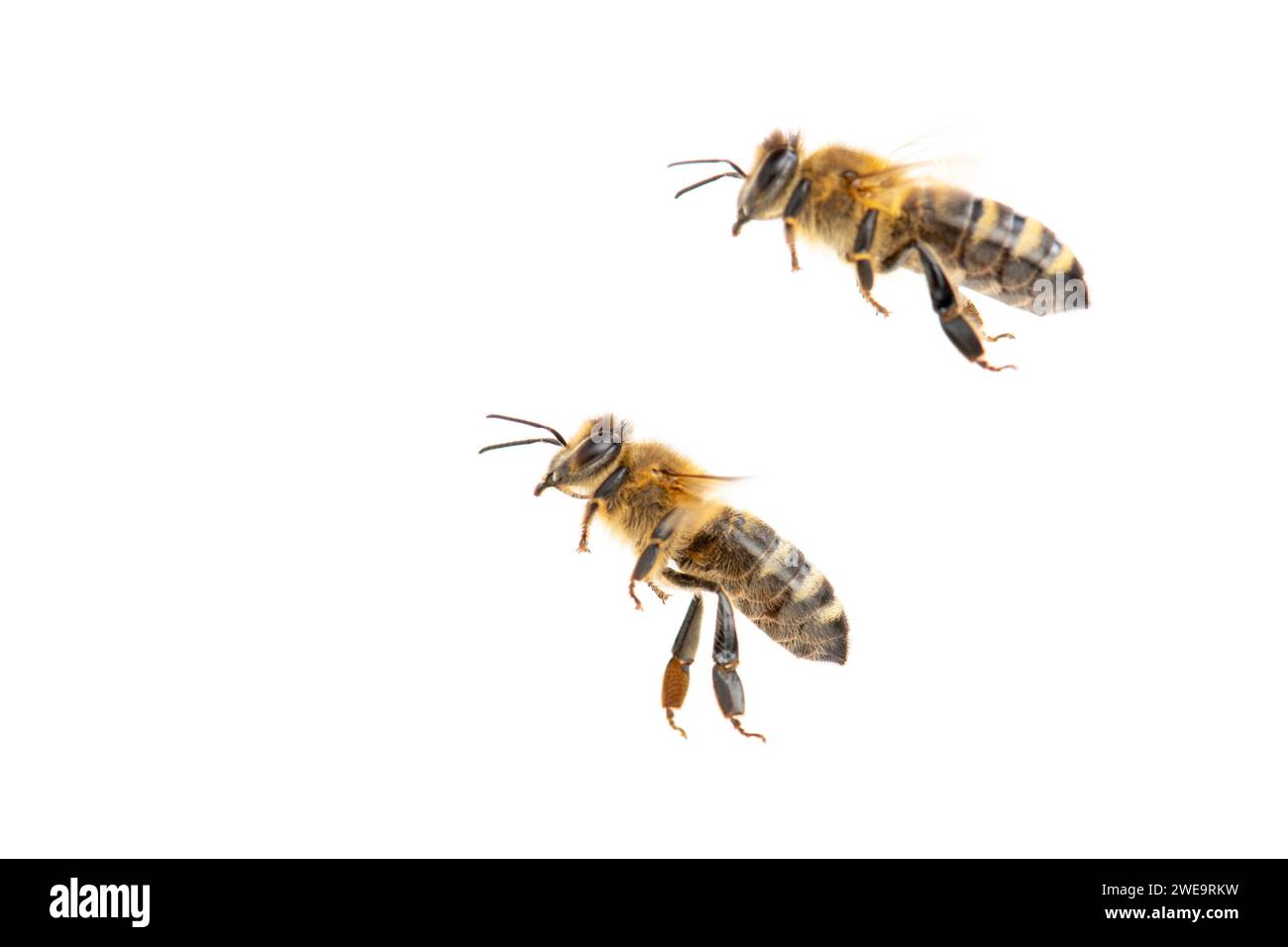 Zwei fliegende insekten hi-res stock photography and images - Alamy