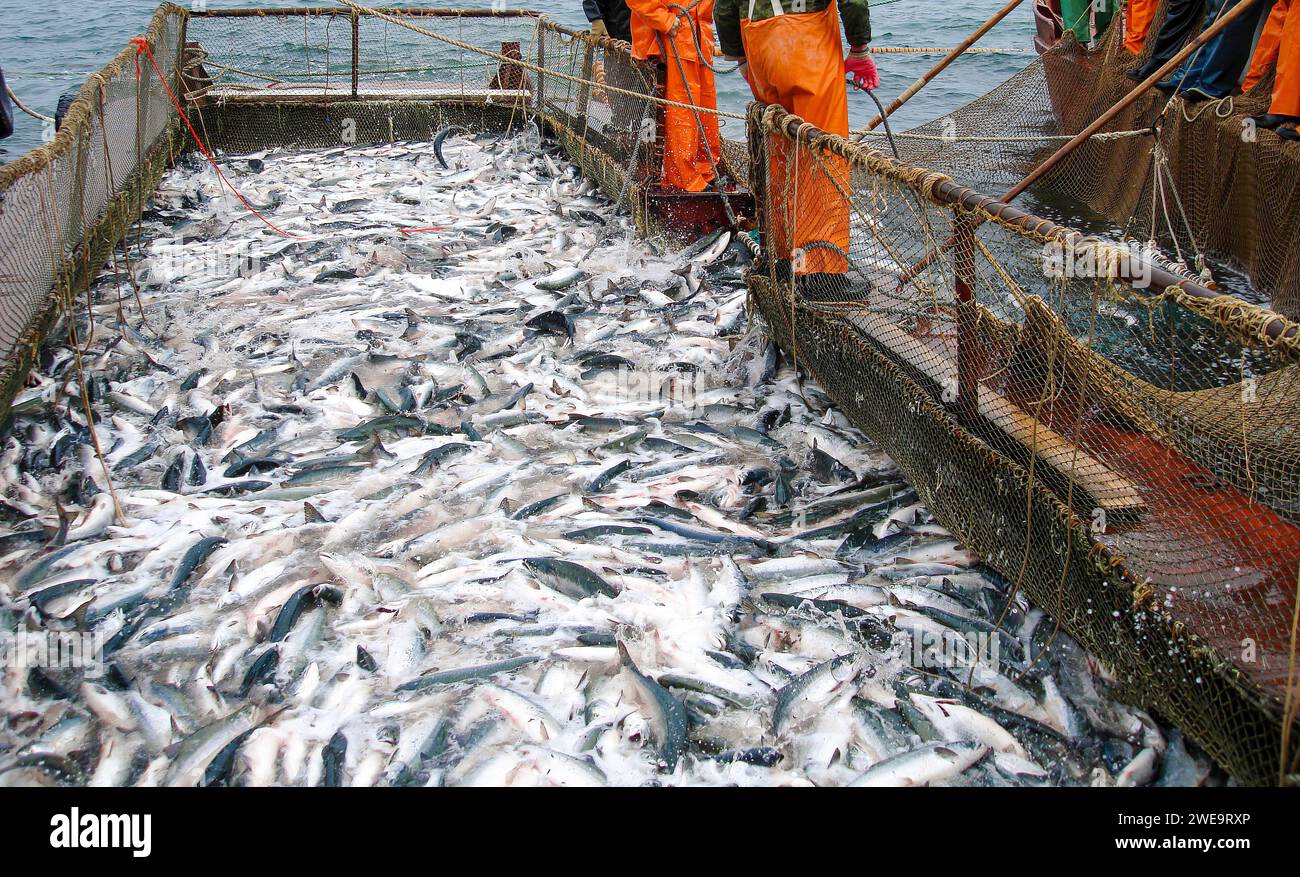 Industrial fishing net with haul of assorted saltwater fish. Fishermen ...