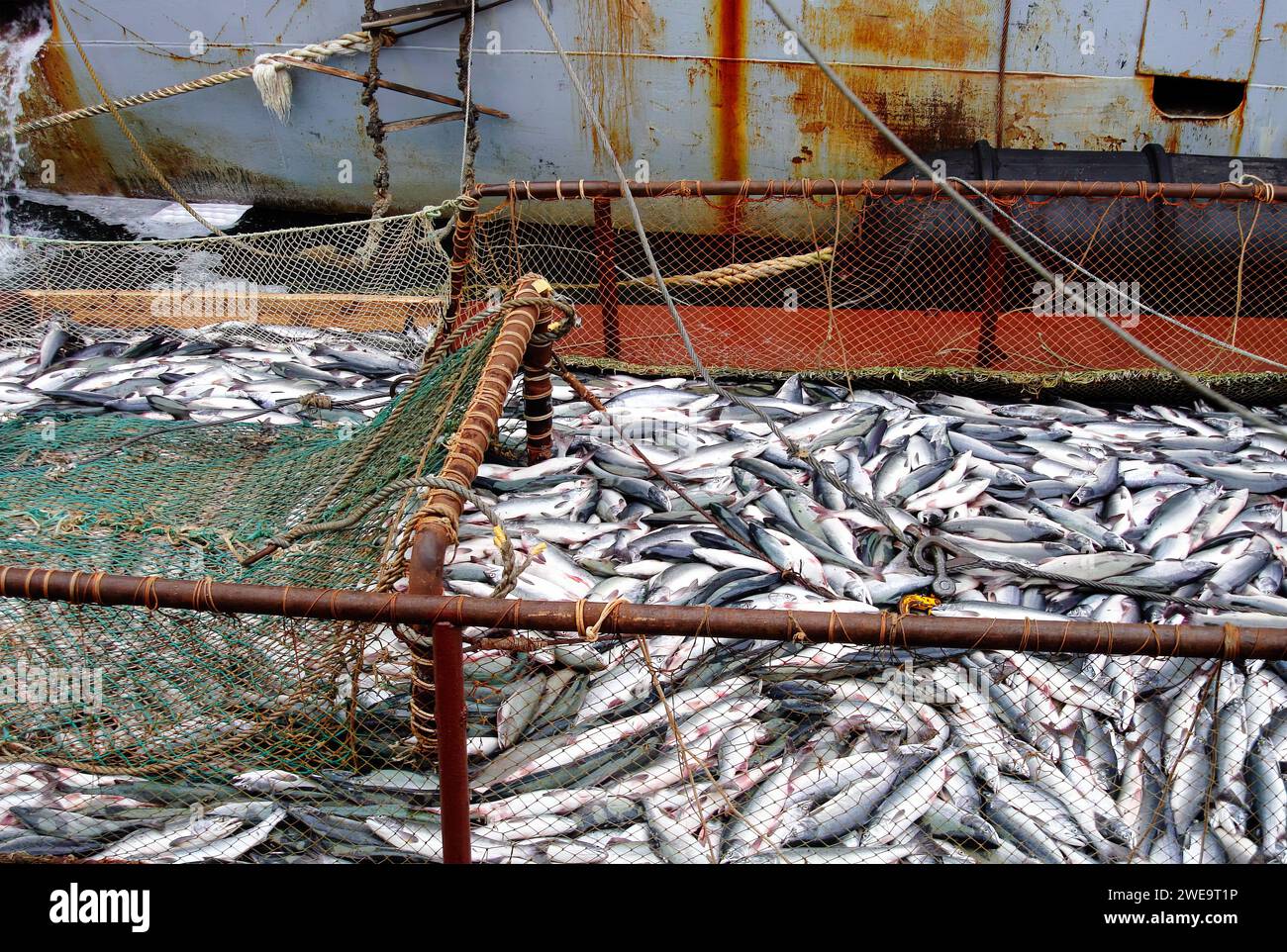 Industrial fishing net with haul of assorted saltwater fish. Fishermen ...