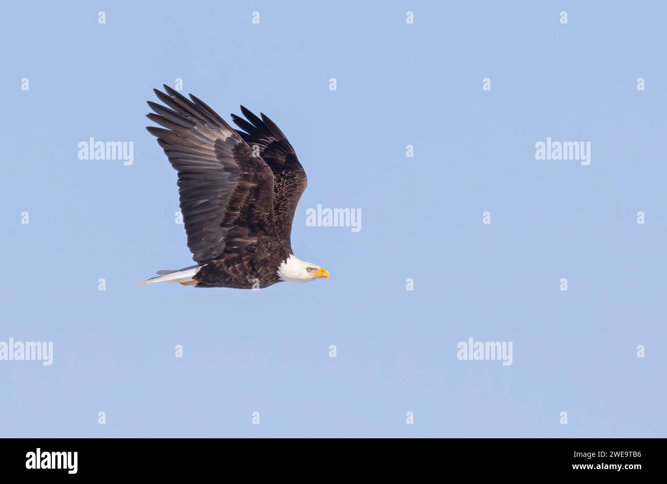American bald eagle in flight over a frozen lake in Canada Stock Photo ...
