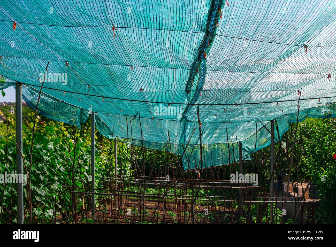 Green netting in the garden. The netting is used to protect plants from ...