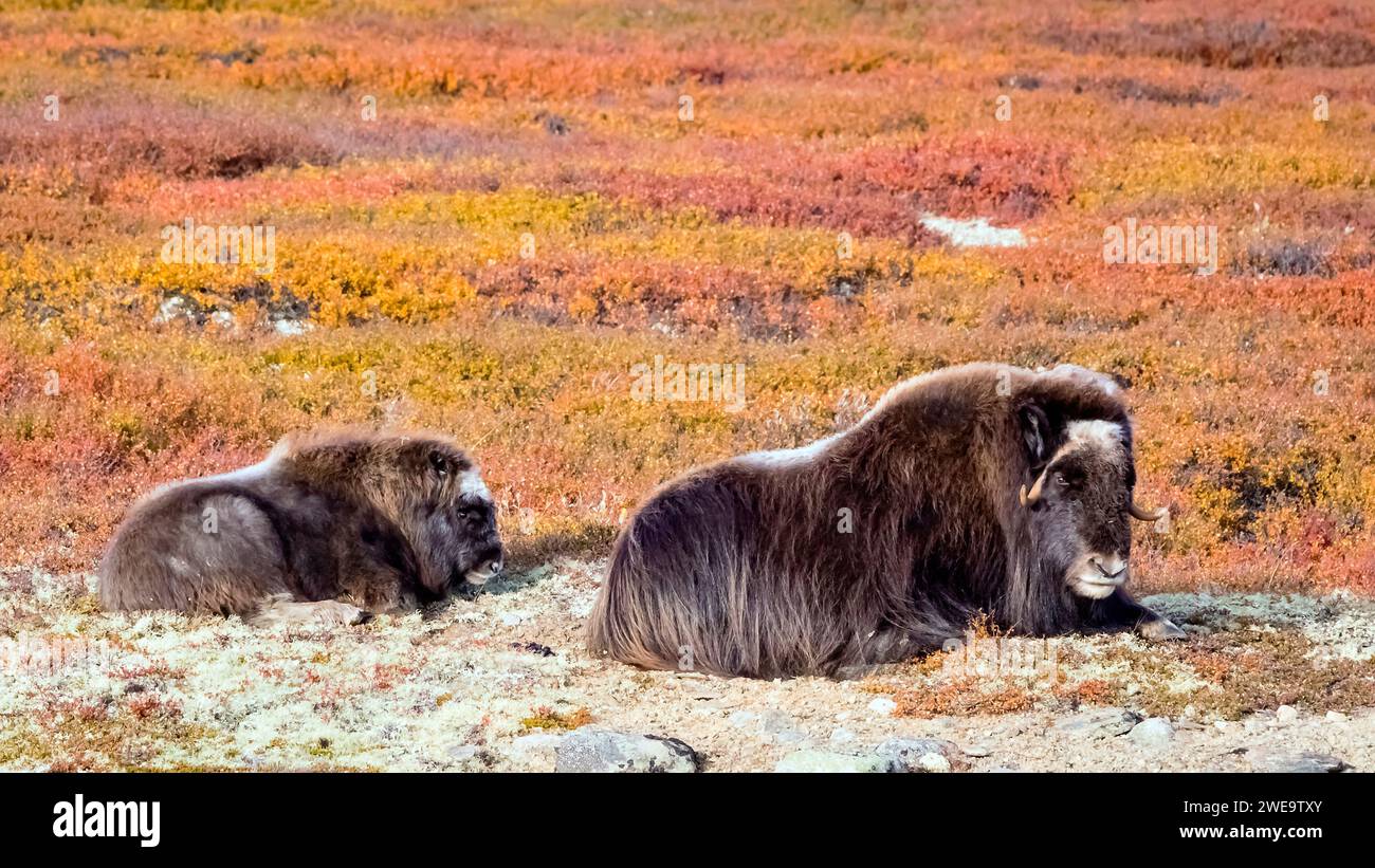 Kuh moschusochse hi-res stock photography and images - Alamy