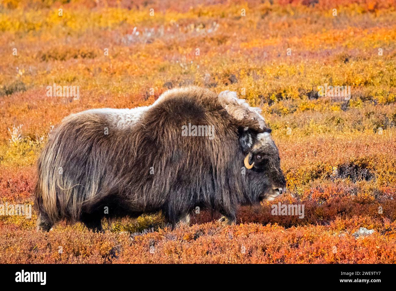 Moschusochse, (Ovibos moschatus), im Dovrefjell, Norwegen Stock Photo ...