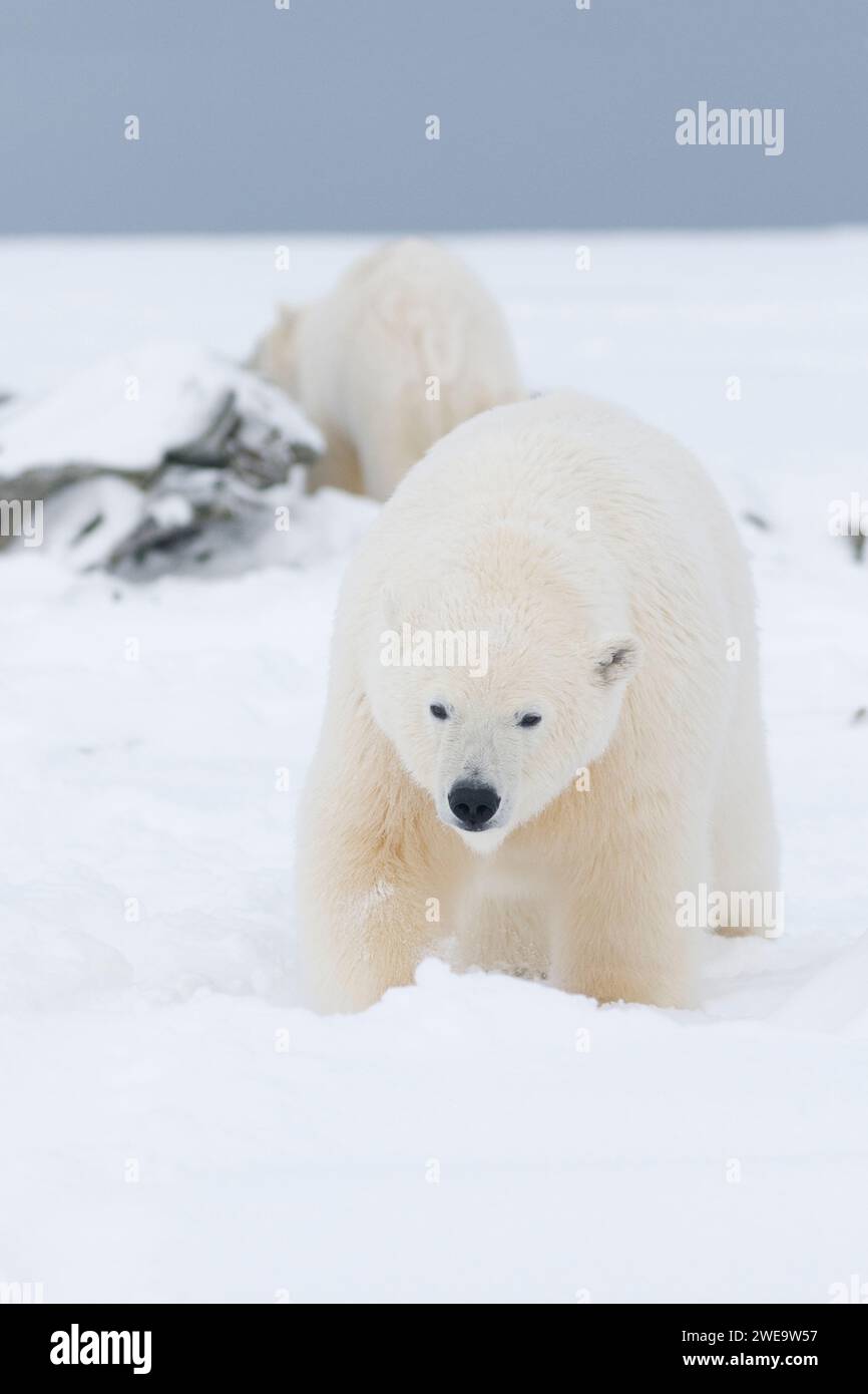 polar bear Ursus maritimus large curious cub traveling across newly ...
