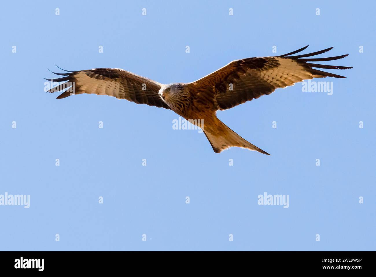 Rotmilan, Roter Milan, Gabelweihe, Königsweihe, (Milvus milvus ...