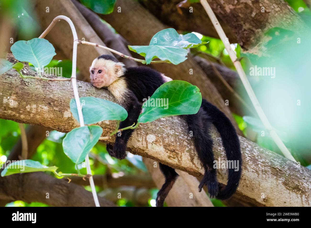 Cebus capucinus capucinus hi-res stock photography and images - Alamy