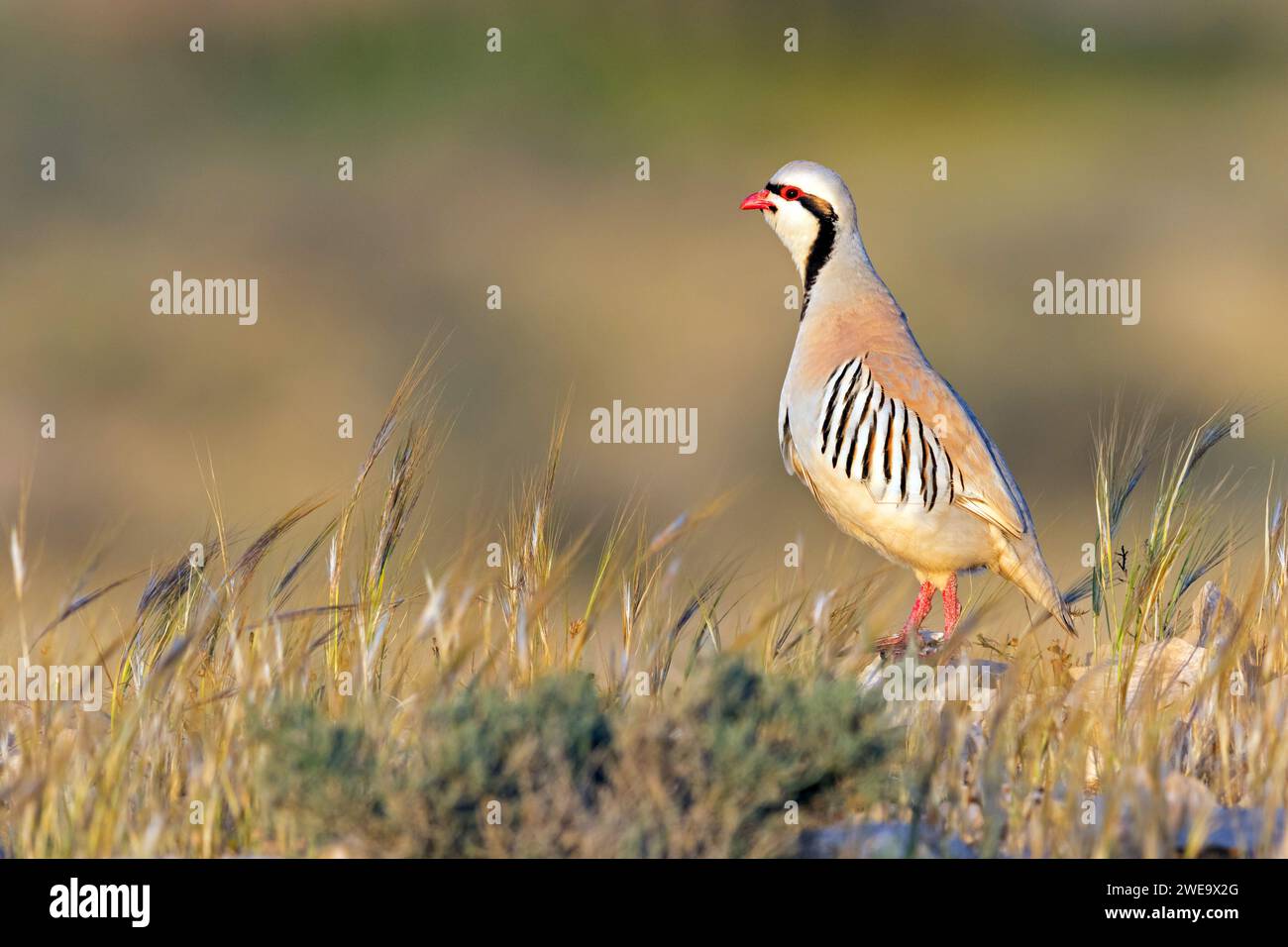 Alectoris chuka hi-res stock photography and images - Alamy