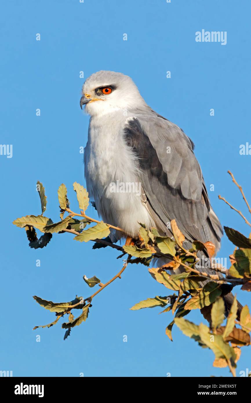 Gleitaar, (Elanus caeruleus), Élanion blanc, Elanio Común Stock Photo ...