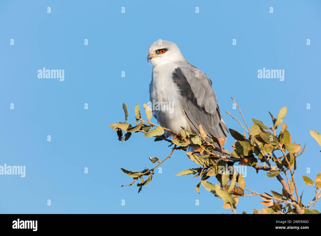 Gleitaar, (Elanus caeruleus), Élanion blanc, Elanio Común Stock Photo ...
