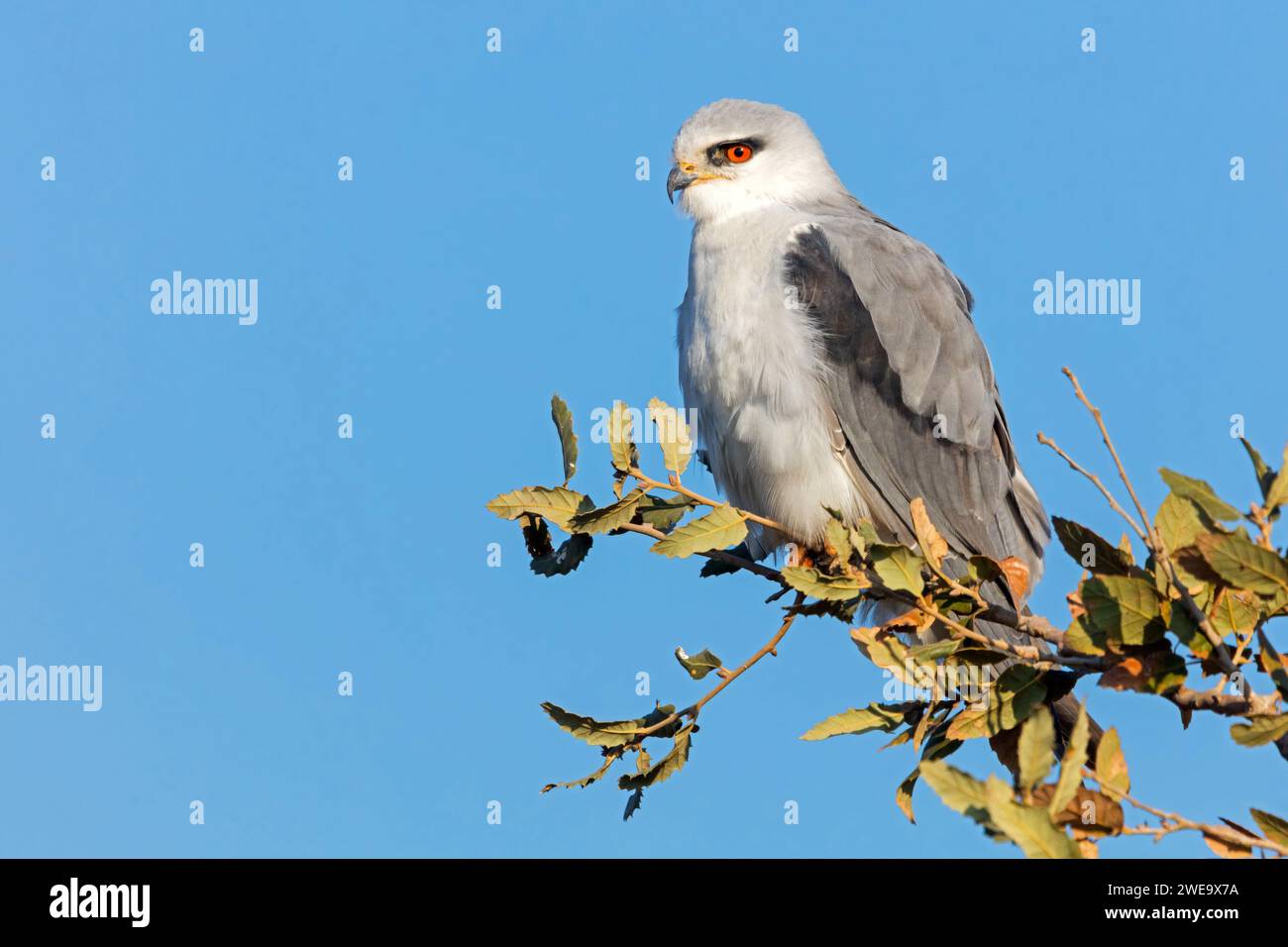 Gleitaar, (Elanus caeruleus), Élanion blanc, Elanio Común Stock Photo ...