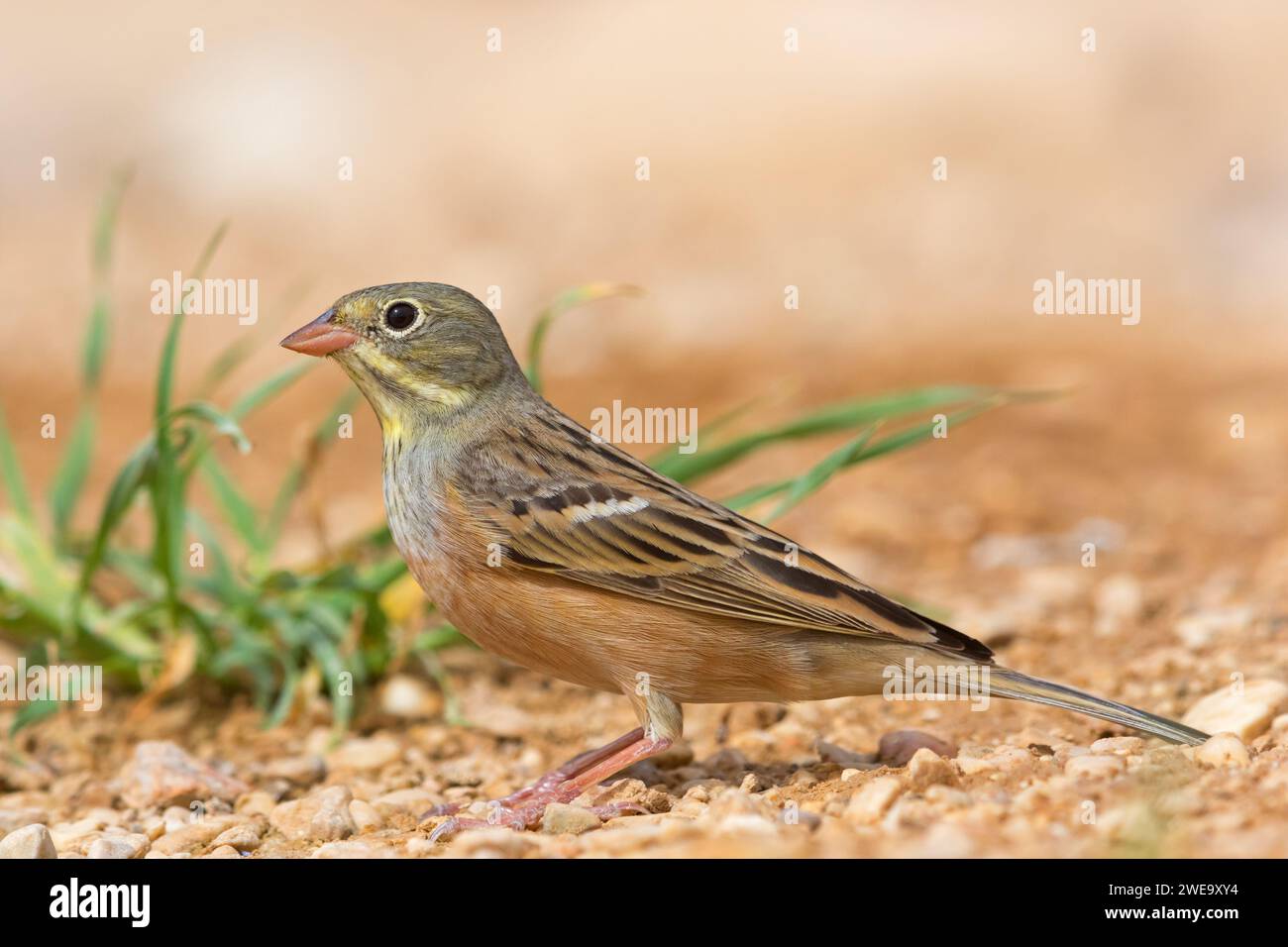 The ortolan emberiza hortulana hi-res stock photography and images - Alamy
