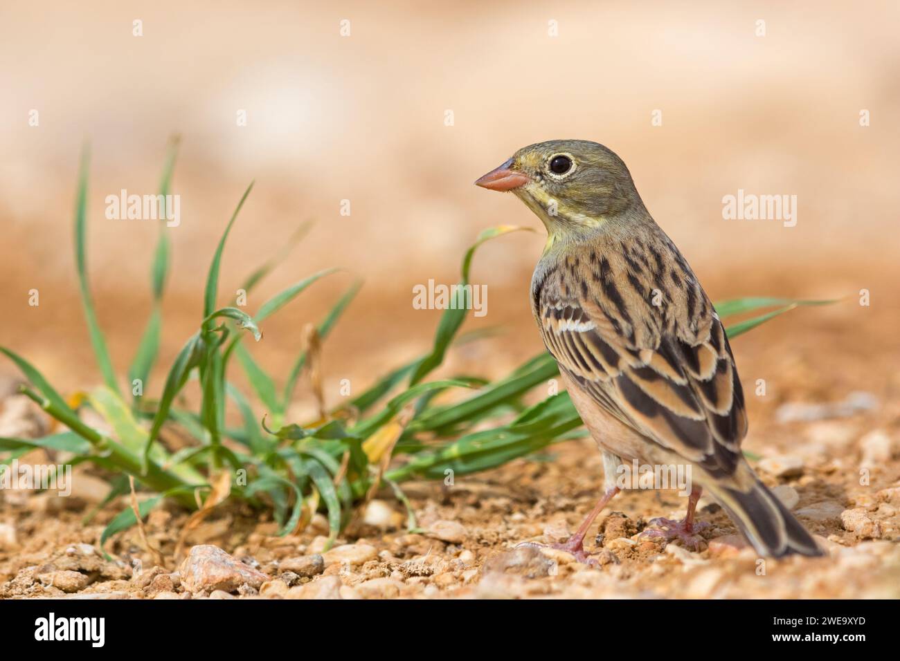 The ortolan emberiza hortulana hi-res stock photography and images - Alamy